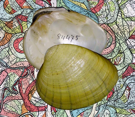 MUSSELp | Mussel of the Month